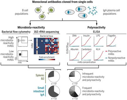Science：揭示天然的多反应性IgA识别微生物群机制-好实沃生物