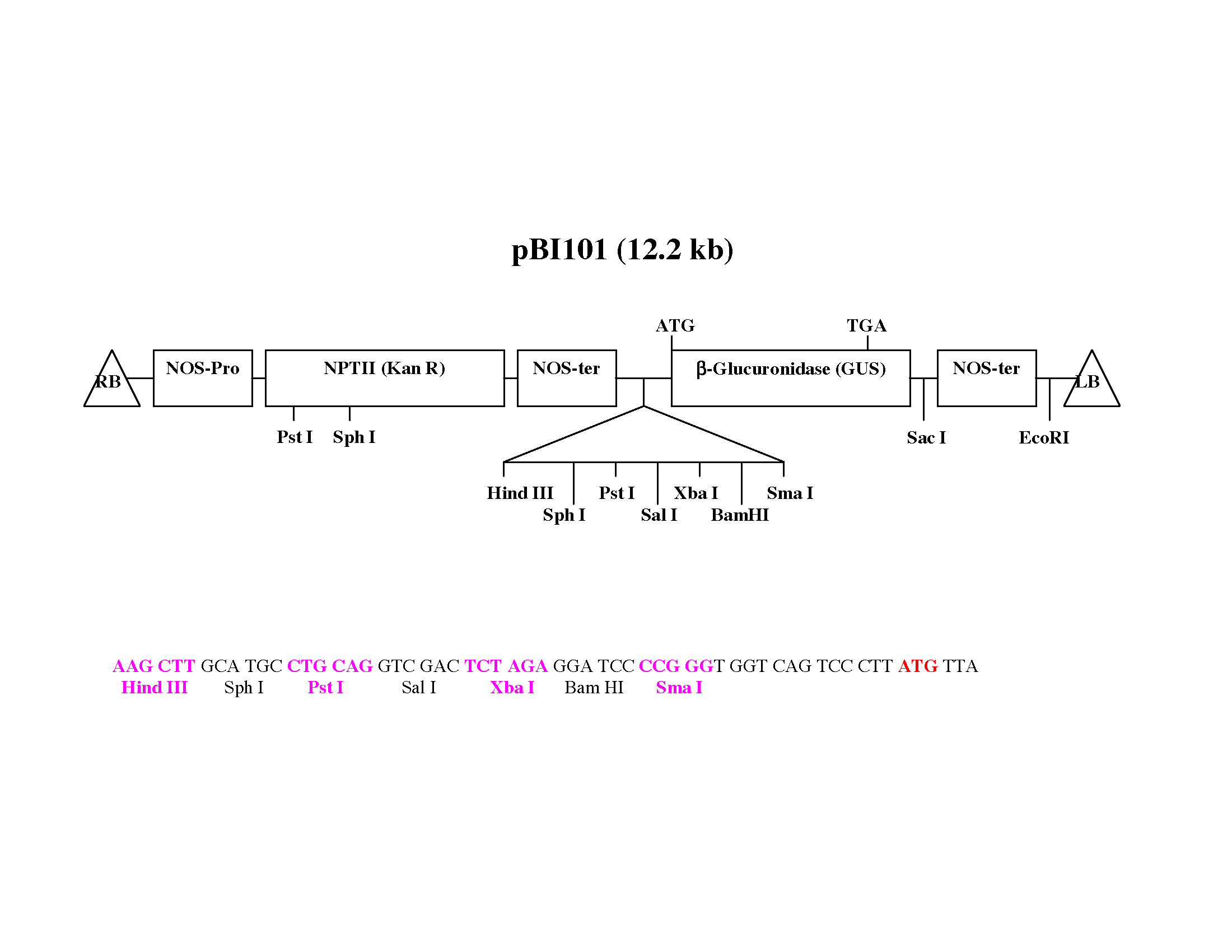 pBI101- 北京华越洋生物