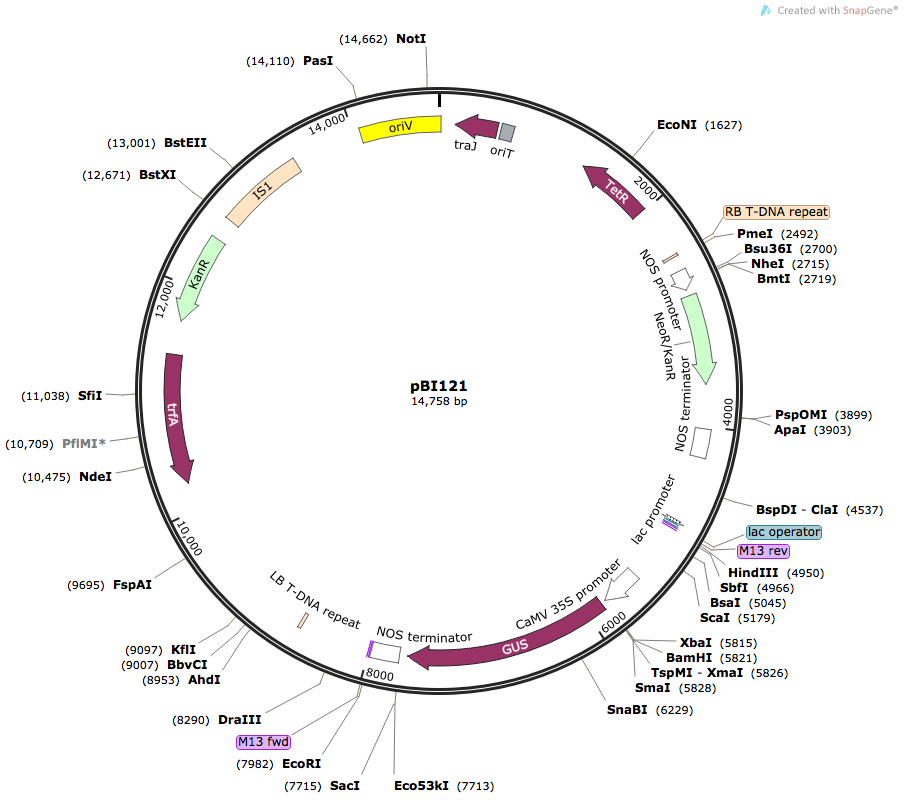 pBI121- 北京华越洋生物
