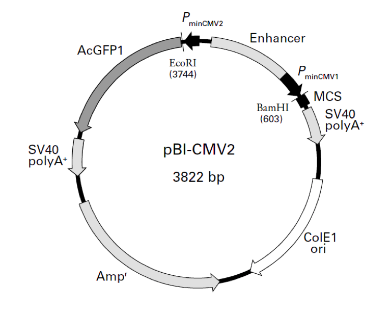 pBI-CMV2- 北京华越洋生物
