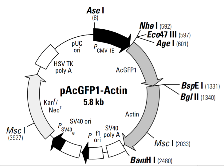 pAcGFP1-Actin- 北京华越洋生物