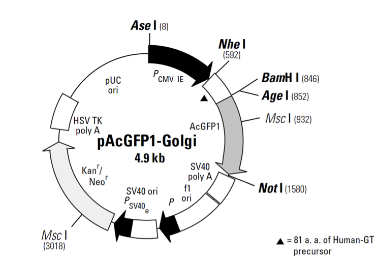 pAcGFP1-Golgi- 北京华越洋生物