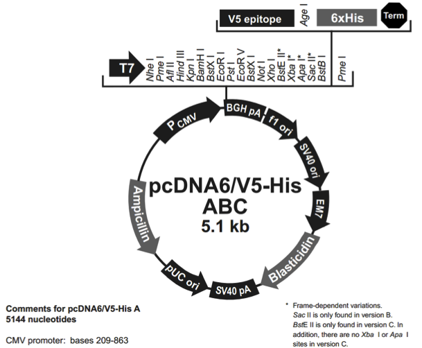 pcDNA6/V5-His A- 北京华越洋生物