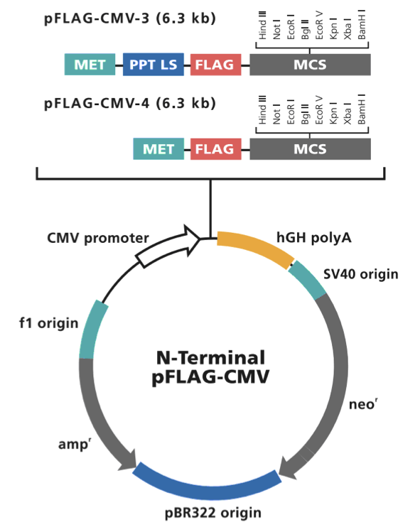 pFLAG-CMV-3- 北京华越洋生物