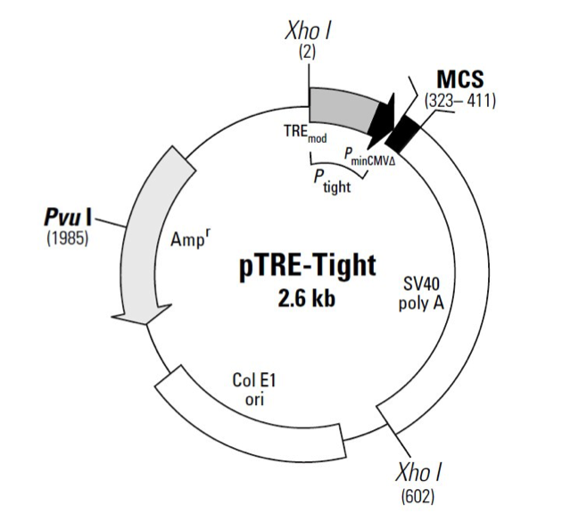 pTRE-Tight- 北京华越洋生物