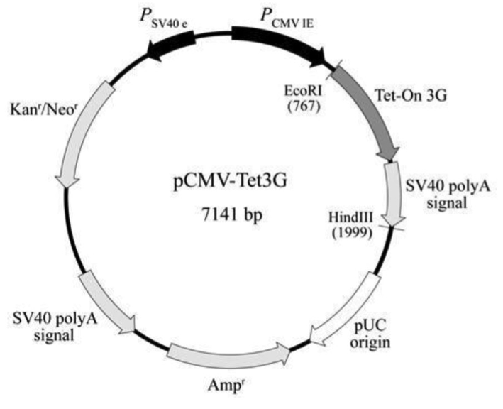 pCMV-Tet3G- 北京华越洋生物