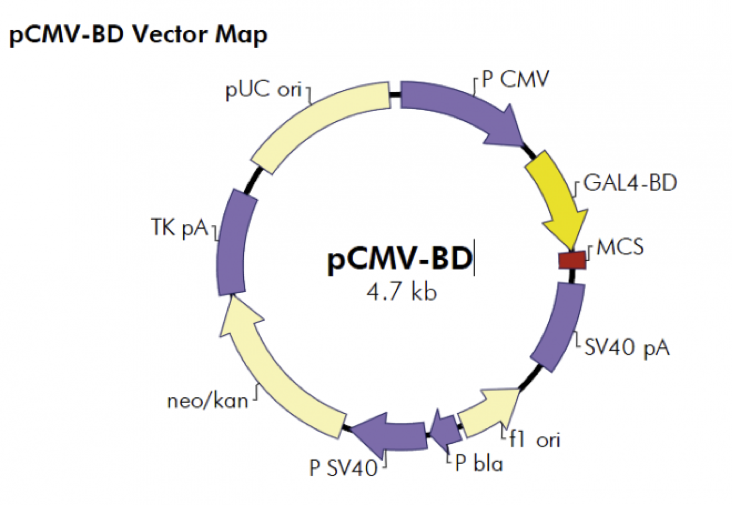 pCMV-BD- 北京华越洋生物