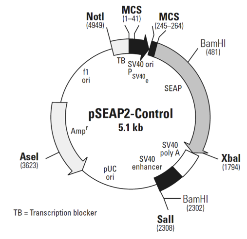 pSEAP2-Control- 北京华越洋生物