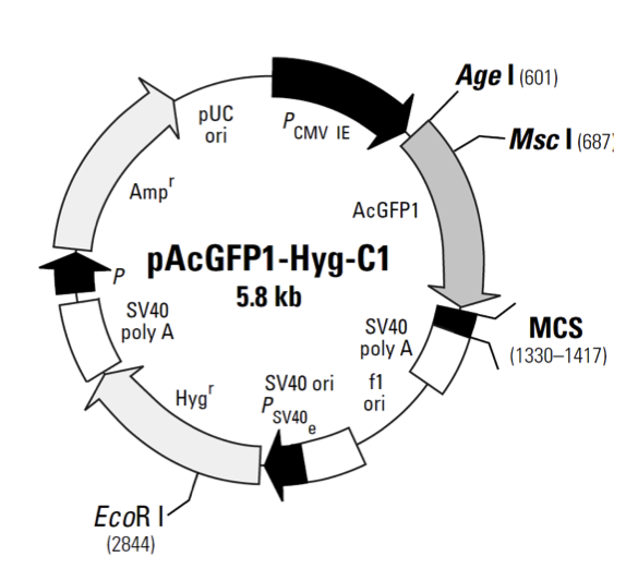 pAcGFP1-Hyg-C1- 北京华越洋生物
