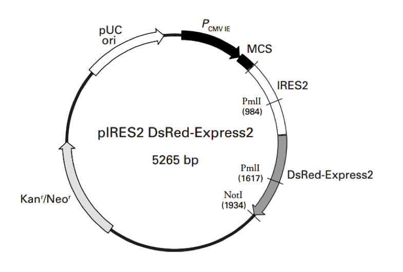 pIRES2-DsRed-Express2- 北京华越洋生物