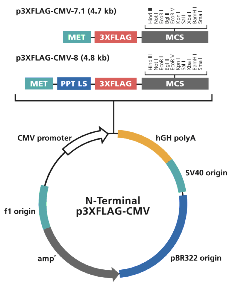 p3XFLAG-CMV-7.1- 北京华越洋生物