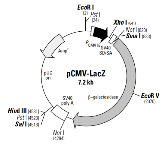 pCMV-LacZ- 北京华越洋生物