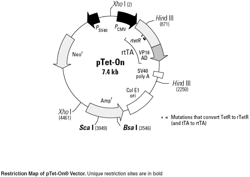 pTet-On- 北京华越洋生物