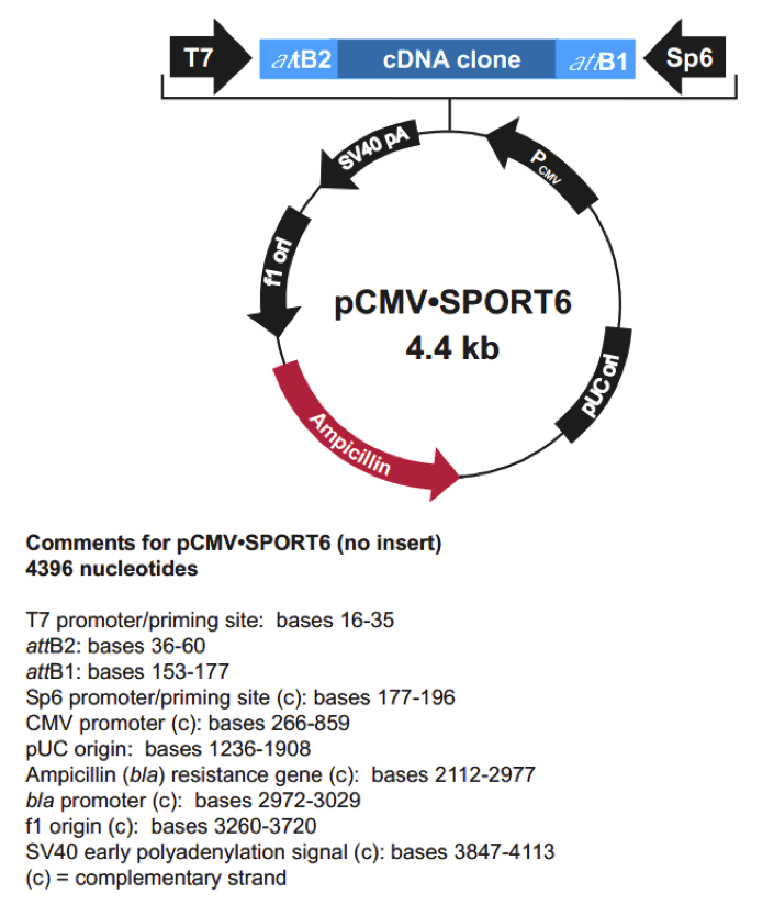 pCMV-SPORT6- 北京华越洋生物