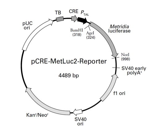 pCRE-MetLuc2-Reporter- 北京华越洋生物