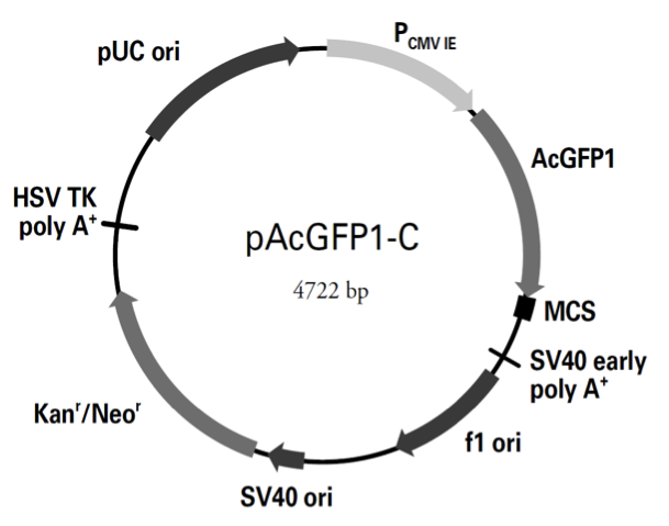pAcGFP1-C- 北京华越洋生物