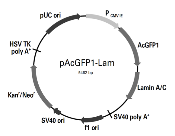 pAcGFP1-Lam- 北京华越洋生物