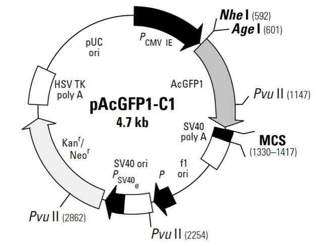 pAcGFP1-C1- 北京华越洋生物