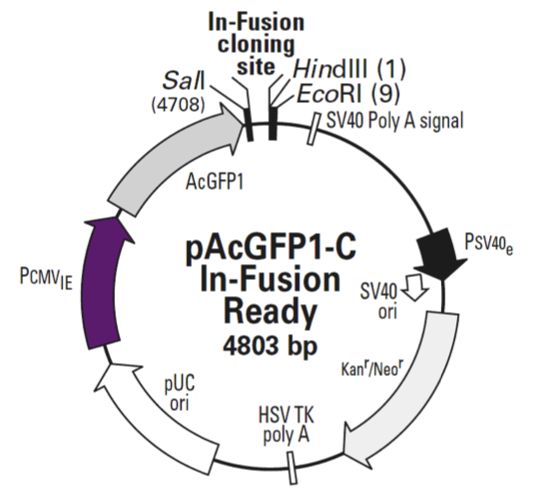 pAcGFP1-C In-Fusion Ready- 北京华越洋生物