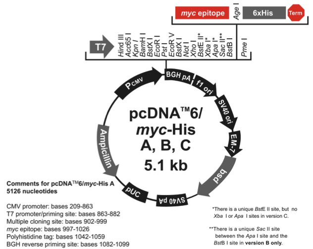 pcDNA6/myc-His C- 北京华越洋生物