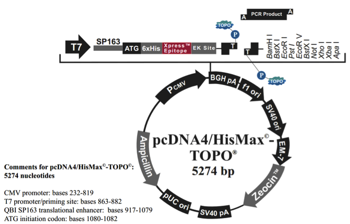 pcDNA4/HisMax-TOPO- 北京华越洋生物