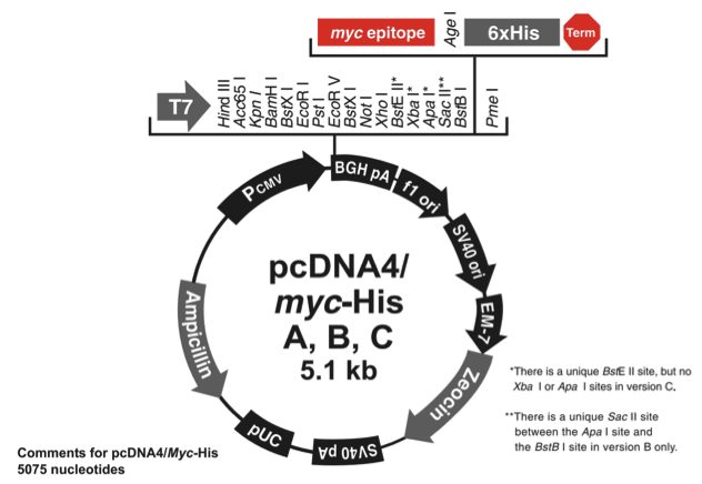 pcDNA4/myc-His B- 北京华越洋生物