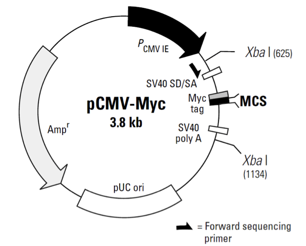 pCMV-Myc- 北京华越洋生物