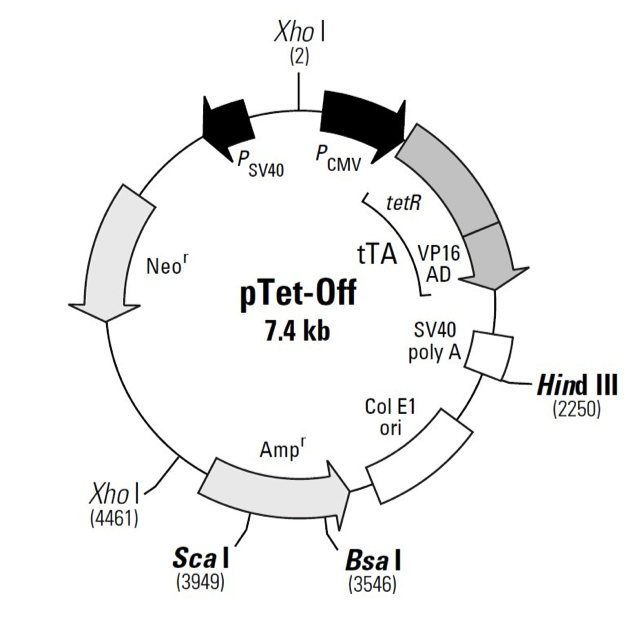 pTet-Off- 北京华越洋生物