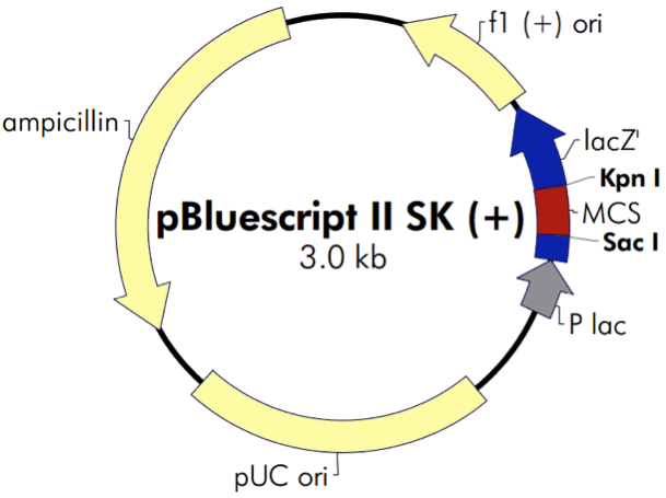 pBluescript II SK(+)- 北京华越洋生物