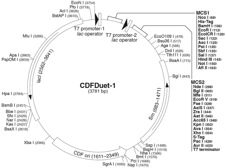pCDFDuet-1- 北京华越洋生物