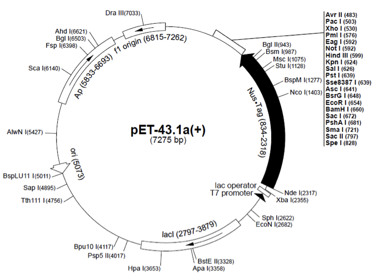 pET-43.1a(+)- 北京华越洋生物