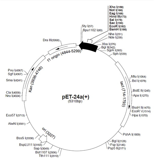 pET-24d(+)- 北京华越洋生物