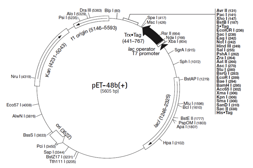 pET-48b(+)- 北京华越洋生物