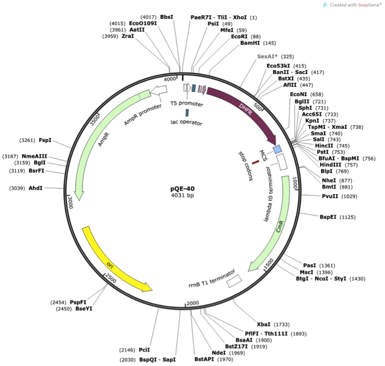 pQE-40- 北京华越洋生物