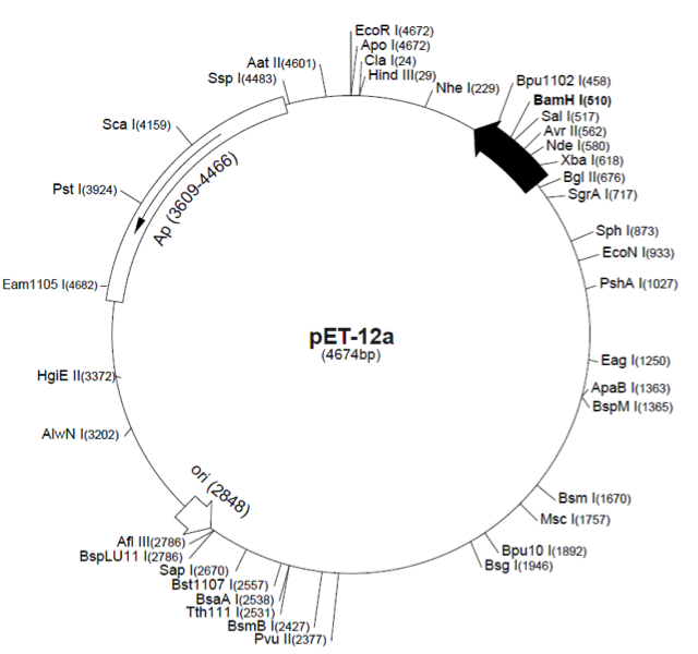 pET-12a(+)- 北京华越洋生物