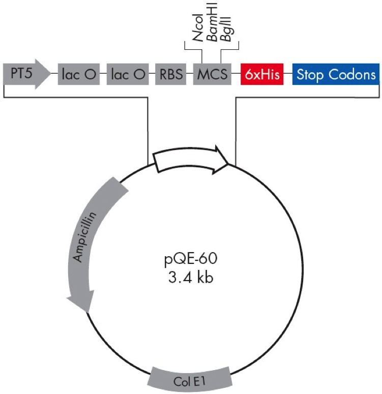 pQE-60- 北京华越洋生物