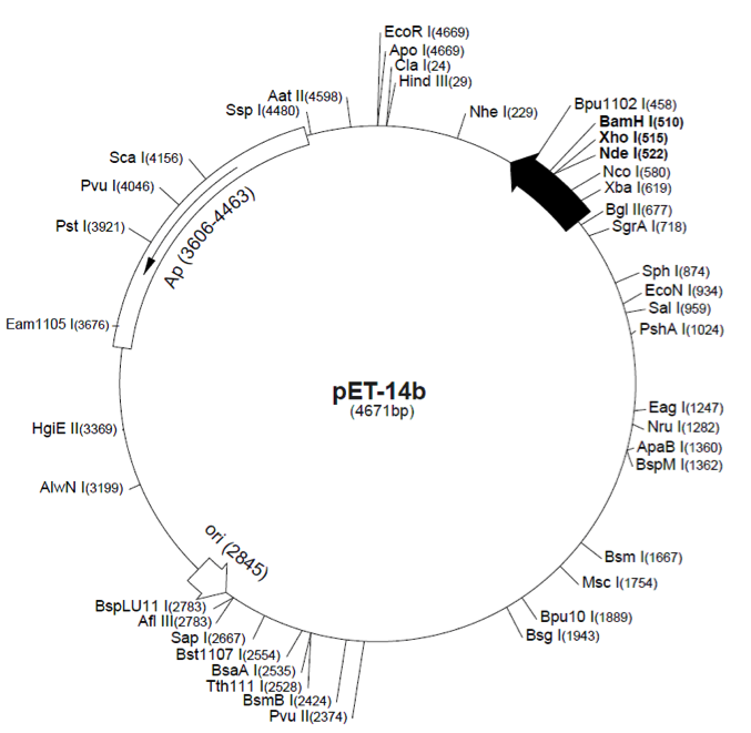pET-14b- 北京华越洋生物