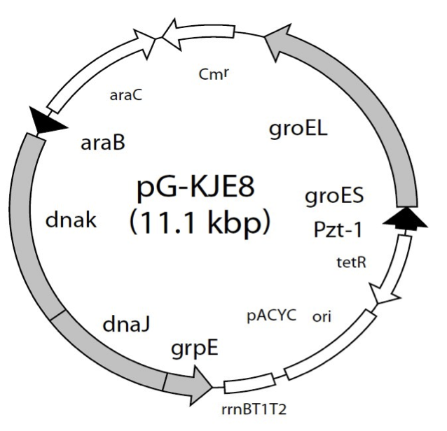 pG-KJE8- 北京华越洋生物