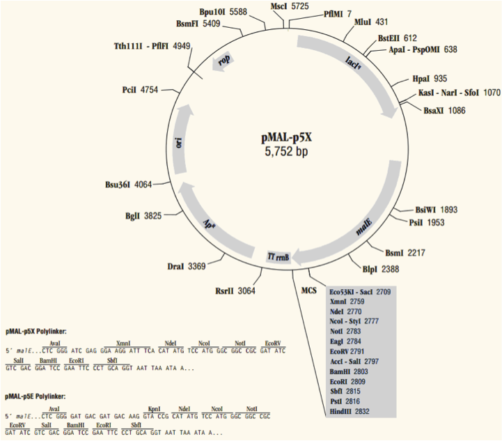 pMAL-p5e- 北京华越洋生物