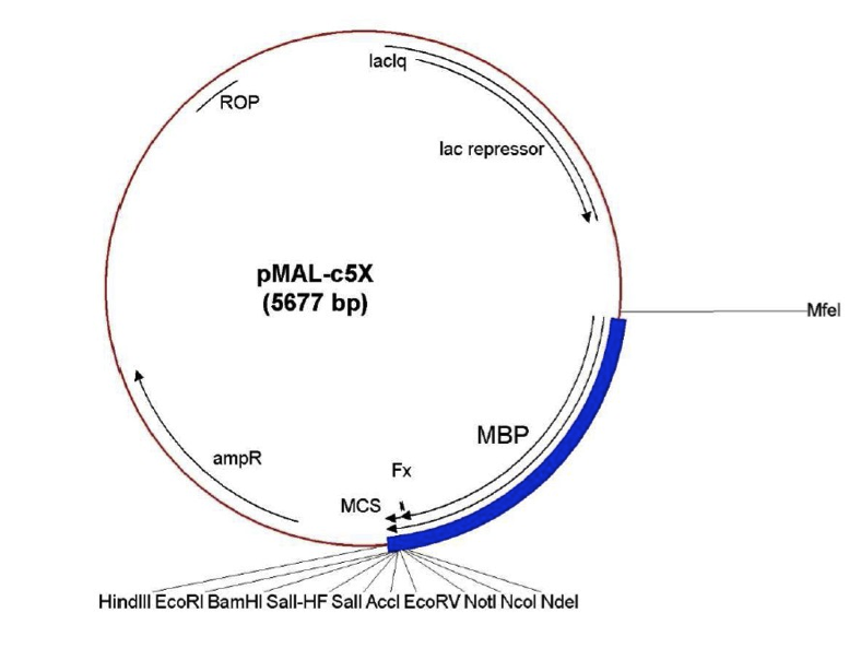 pMAL-c5x- 北京华越洋生物
