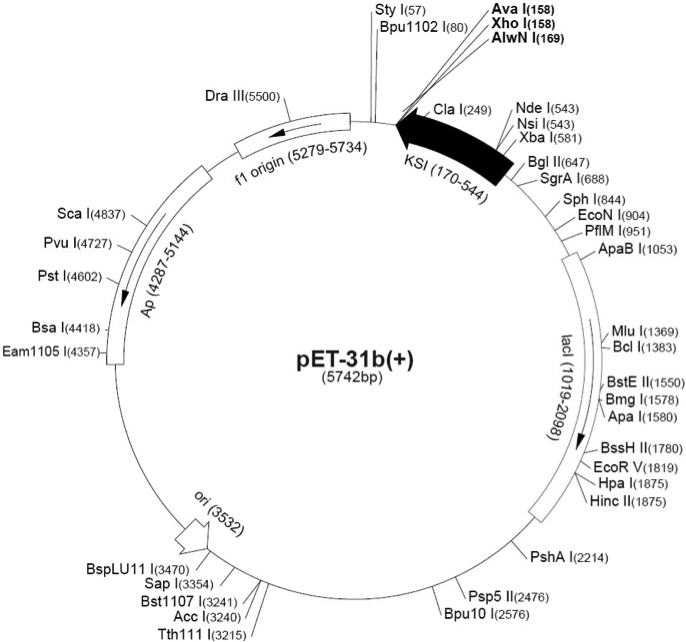 pET-31b(+)- 北京华越洋生物