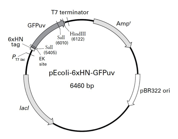pEcoli-6xHN-GFPuv- 北京华越洋生物