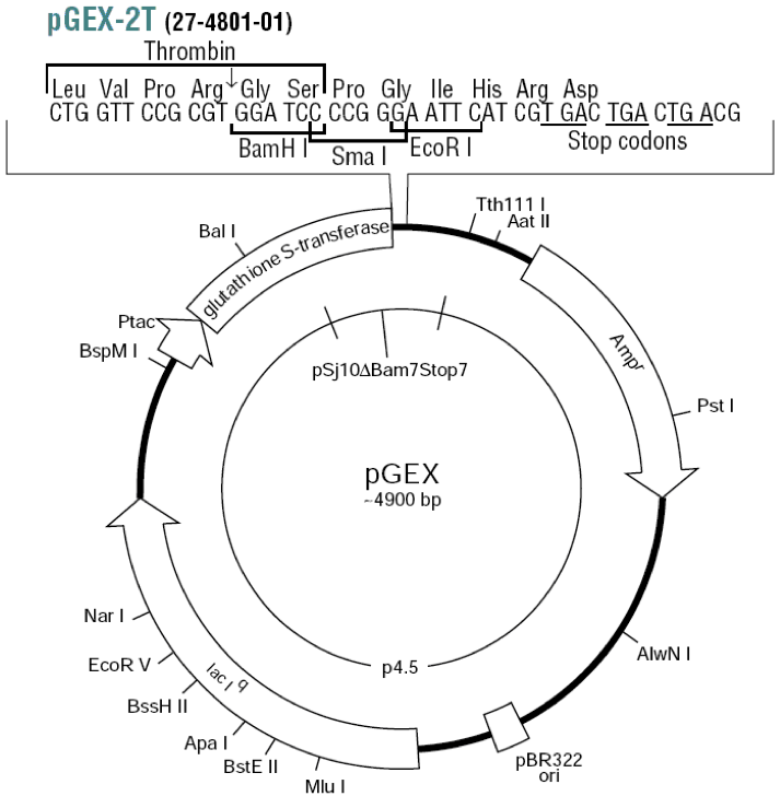 pGEX-2T- 北京华越洋生物