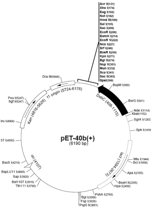 pET-40b(+)- 北京华越洋生物