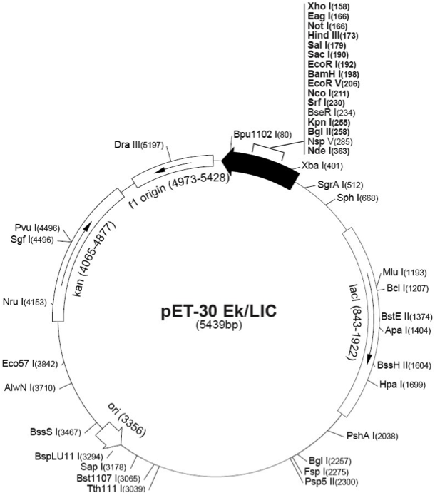 pET-30 EK/LIC- 北京华越洋生物
