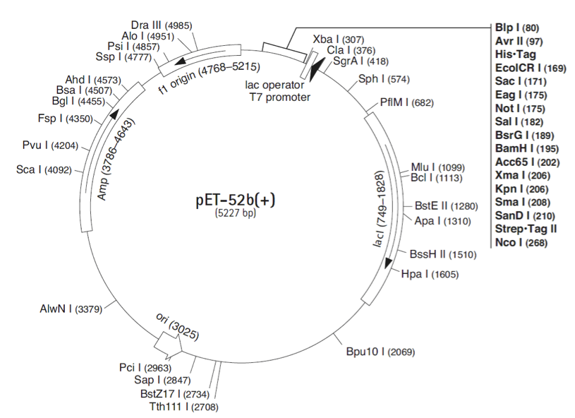 pET-52b(+)- 北京华越洋生物