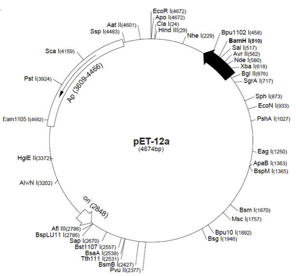 pET-12b(+)- 北京华越洋生物