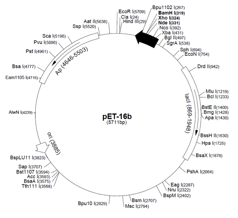 pET-16b- 北京华越洋生物