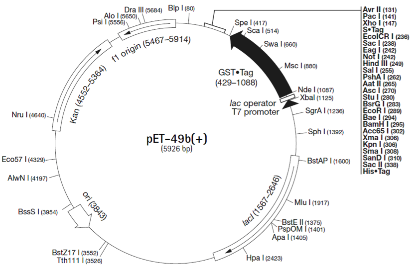 pET-49b(+)- 北京华越洋生物