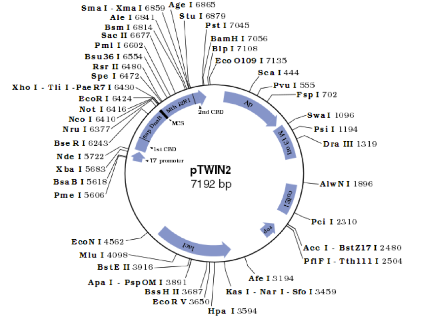 pTWIN2- 北京华越洋生物